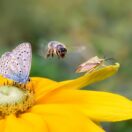 MIDSUMMER - June 24, 2024 - National Today