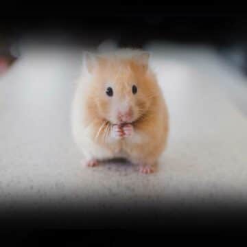 HAMSTER DAY - April 12, 2027 - National Today