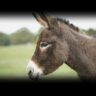 DONKEY WEEK - May 6-13, 2025 - National Today