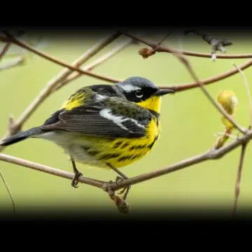 JAMESTOWN DAY - May 8, 2026 - National Today