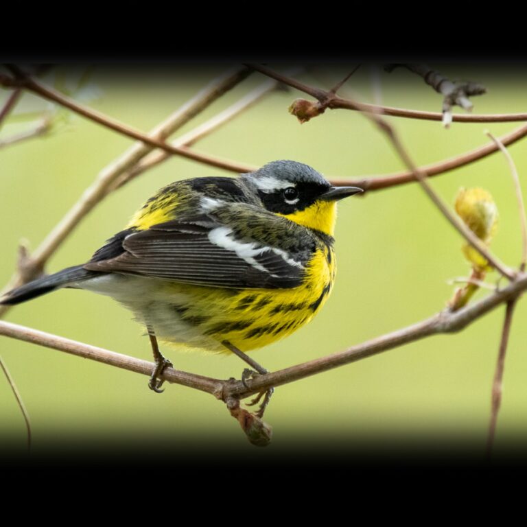 FINTASTIC FRIDAY - May 8, 2026 - National Today