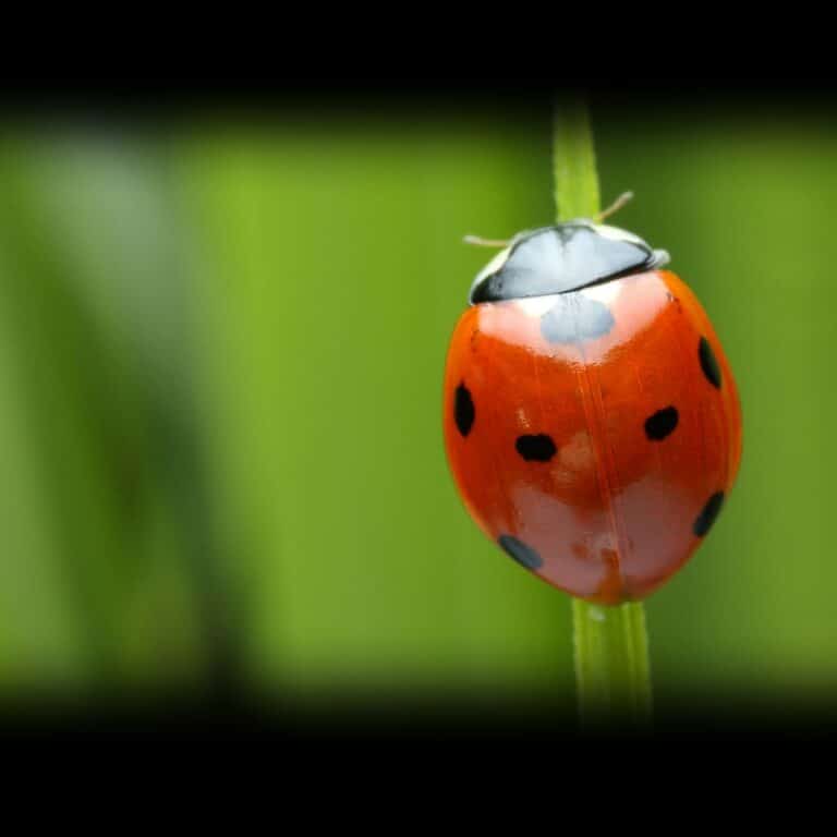 PANDEMONIUM DAY - July 14, 2026 - National Today