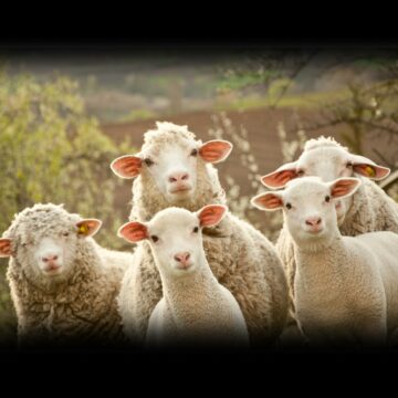 STRAW HAT DAY - May 15, 2026 - National Today