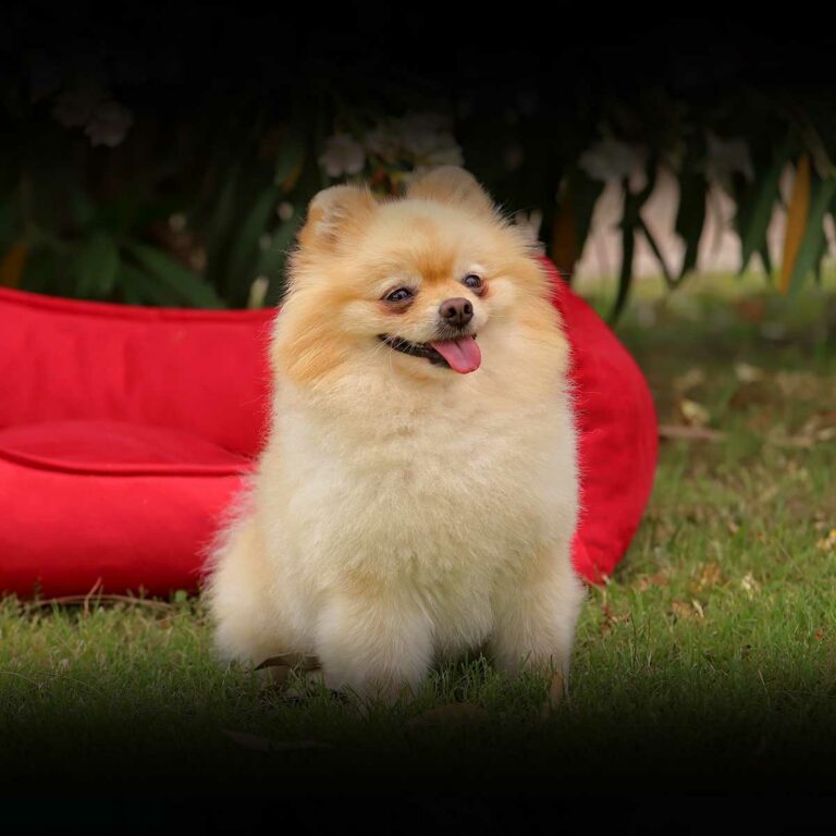 Boo the Pomeranian Birthday