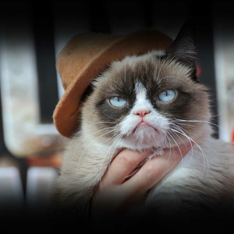 Grumpy Cat Birthday