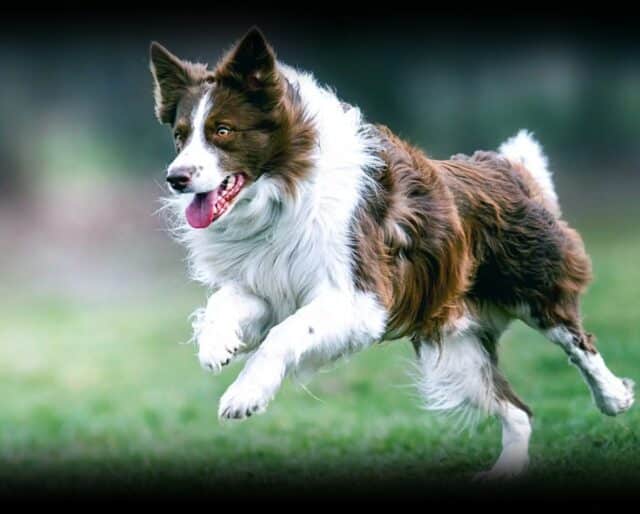 AKC NATIONAL AGILITY CHAMPIONSHIP March 17 19 2023 National Today AKC NATIONAL AGILITY CHAMPIONSHIP March 17 19 2023 National Today