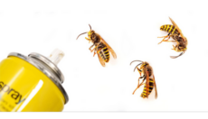 The Best Wasp & Hornet Spray | Reviews
