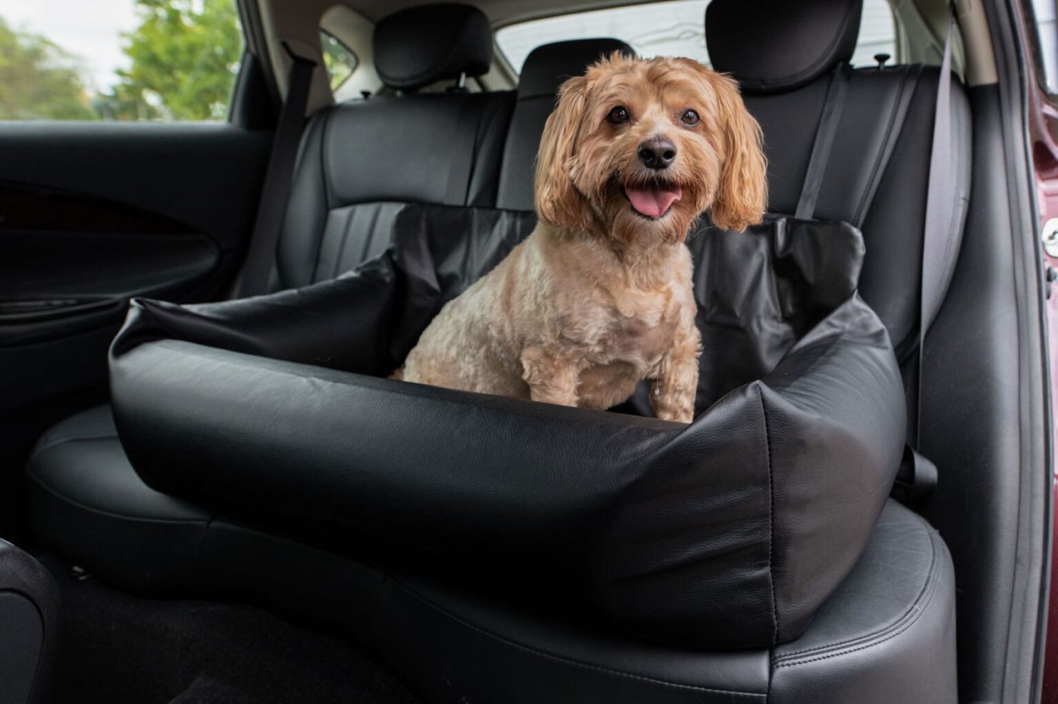 INTERNATIONAL ASSISTANCE DOG WEEK - August 3-9, 2025 - National Today