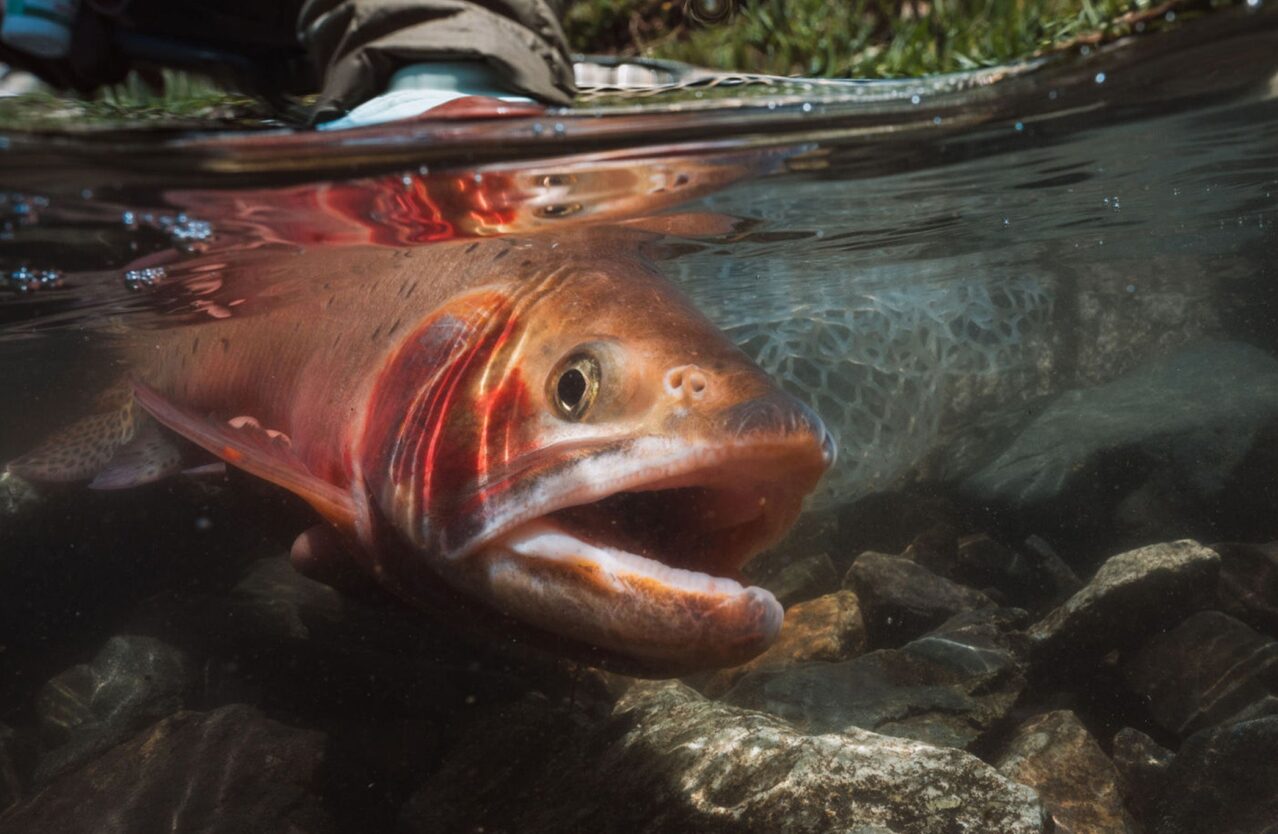 International Fly Fishing Film Festival - National Today