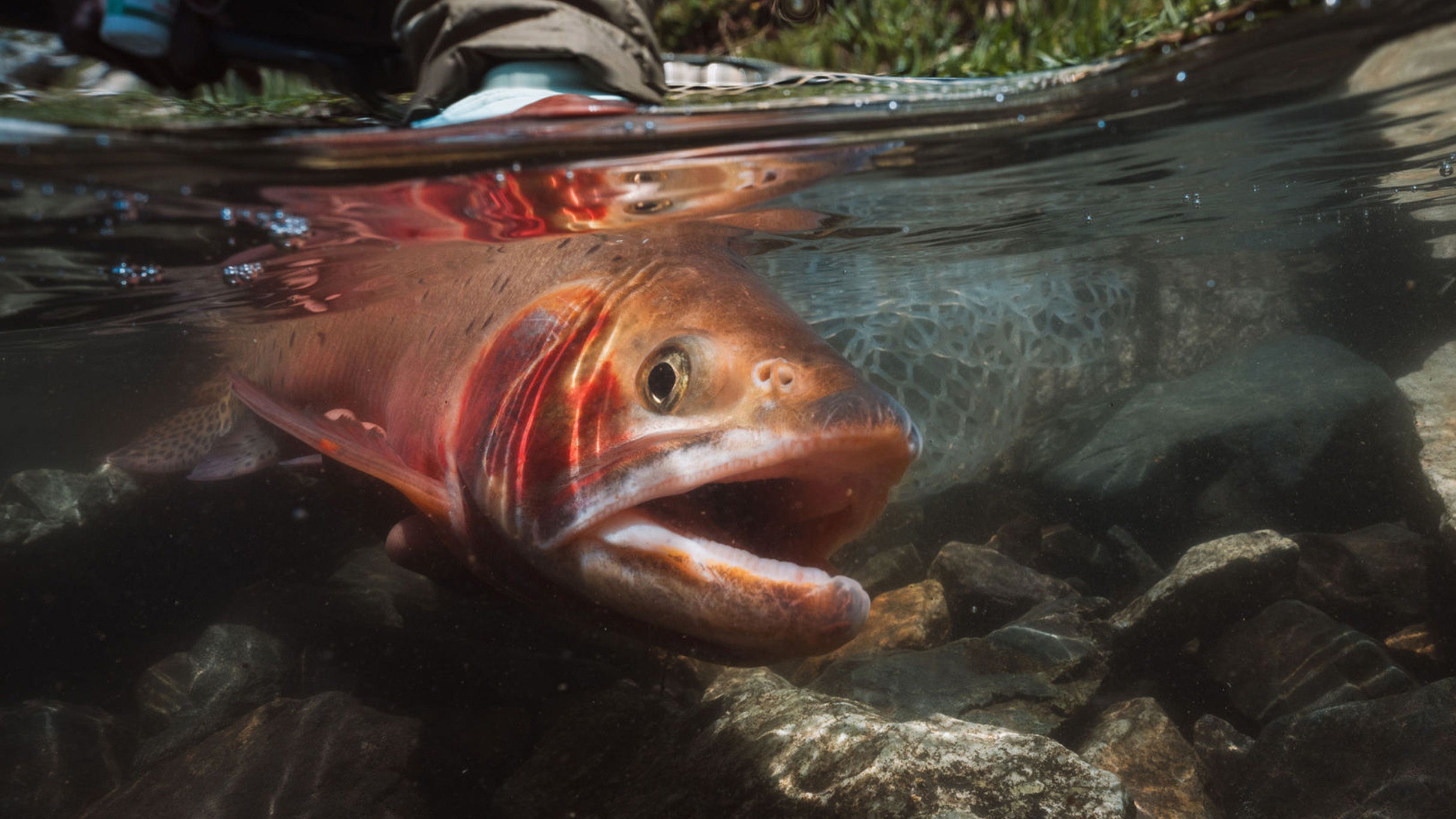 International Fly Fishing Film Festival - National Today