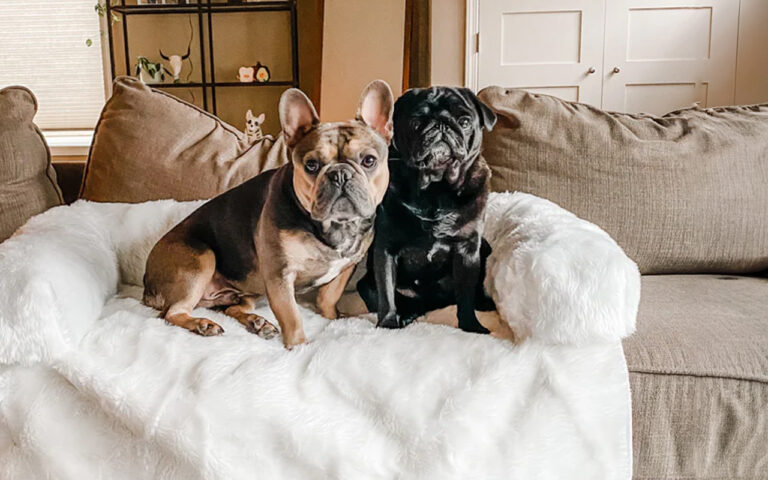 World Animal Month - National Today